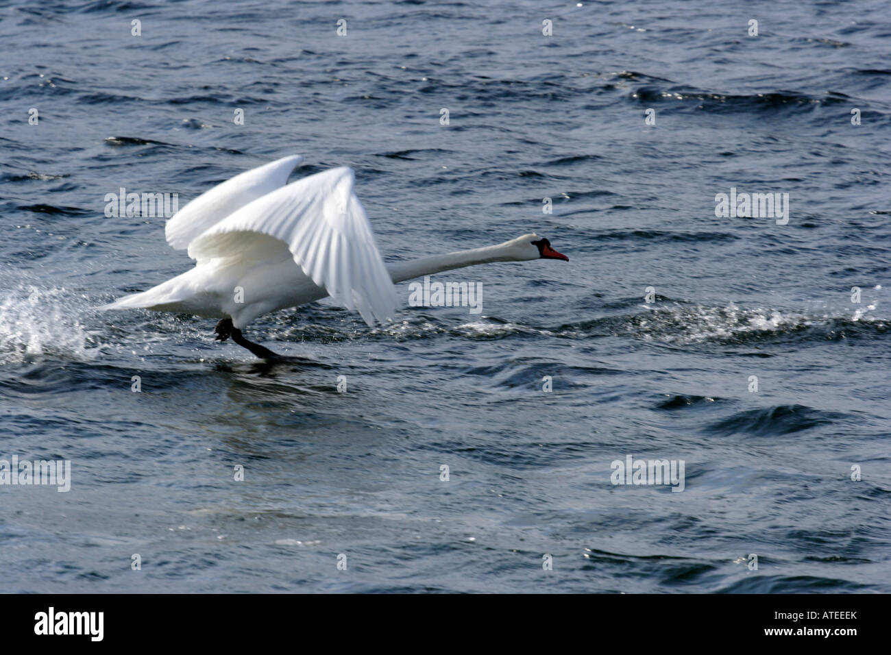 Swan taking off Stock Photo - Alamy
