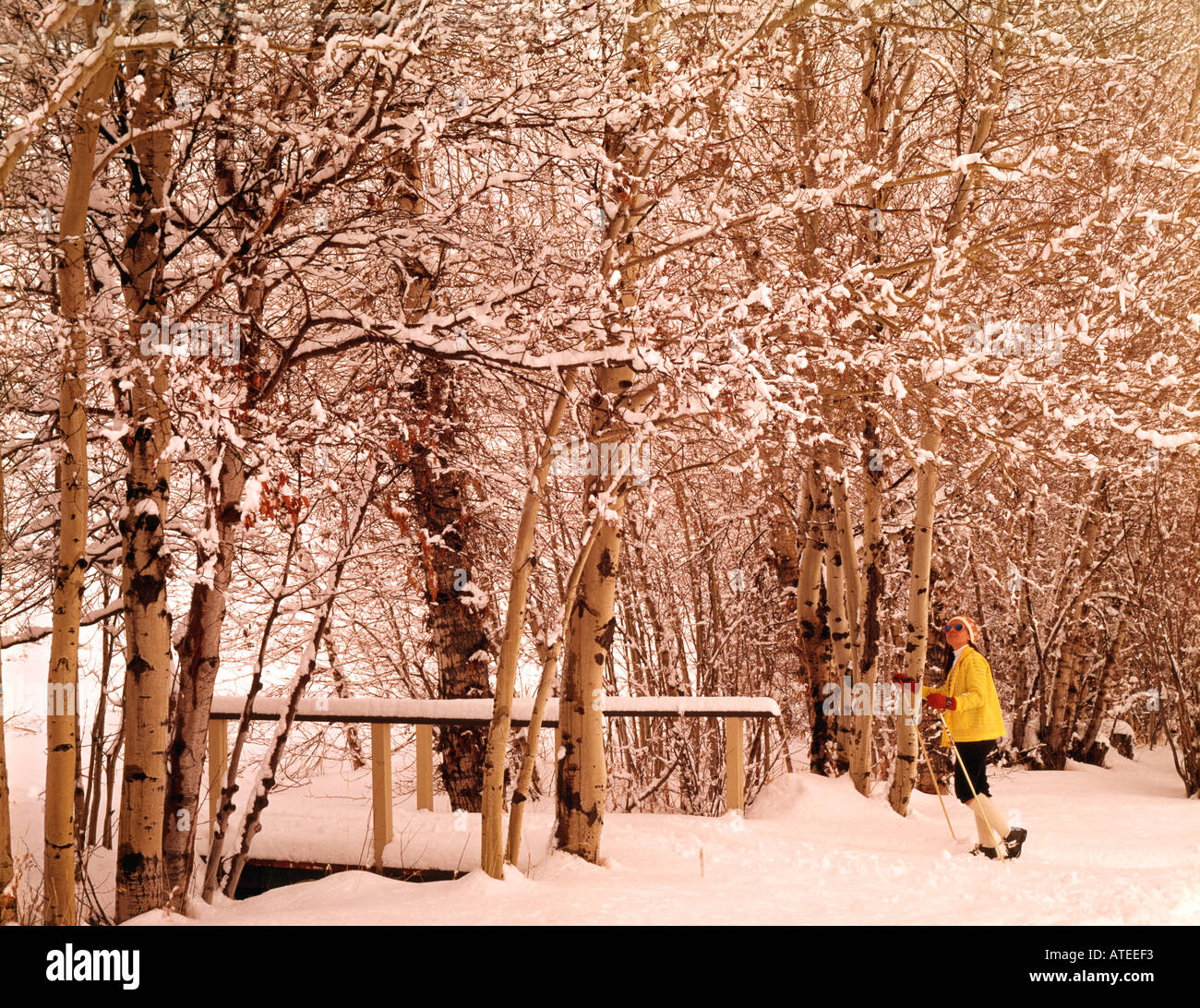 Cross country skier approaches a snowy bridge in a forest trail Stock ...