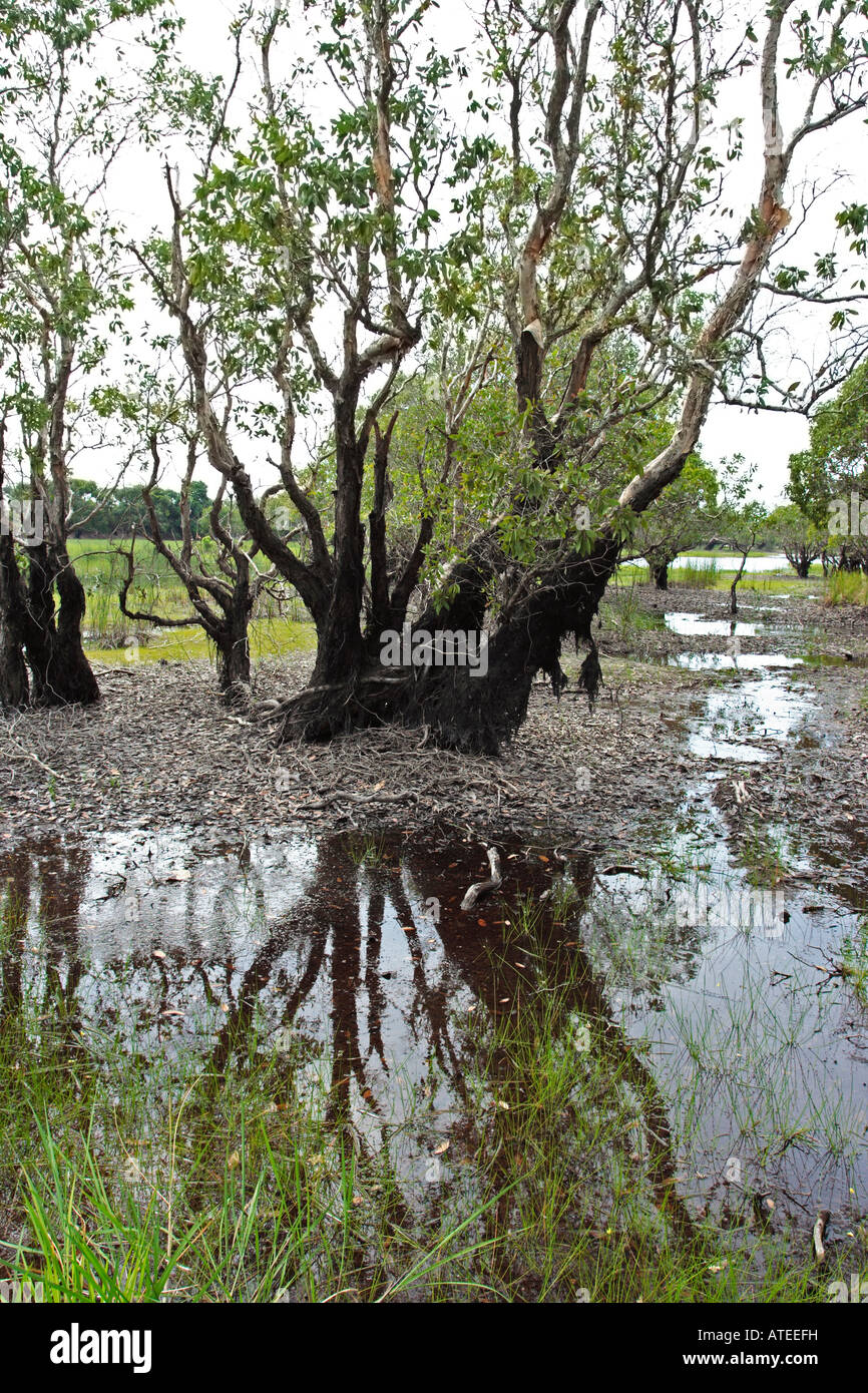 Trees in a swamp with blacken trunk that survive and recover from ...