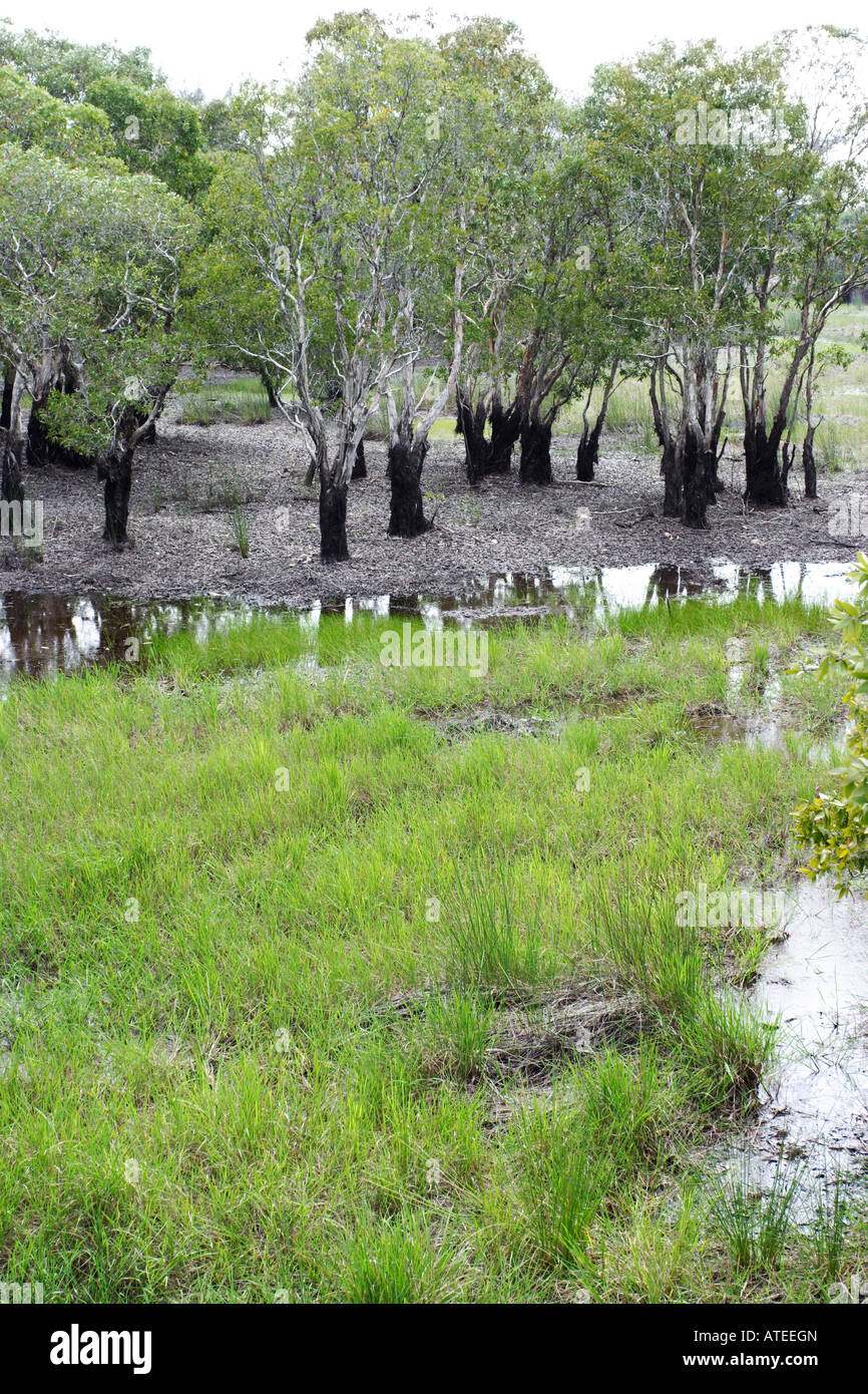 Trees in a swamp with blacken trunk that survive and recover from ...
