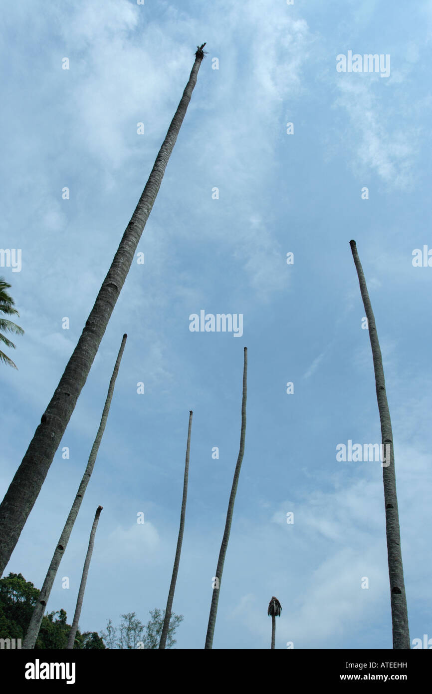 Dead coconut trees in Malaysia Stock Photo - Alamy