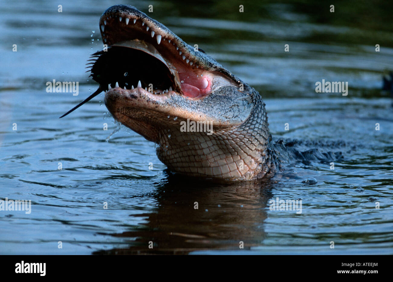 Alligator everglades eating hi-res stock photography and images - Alamy