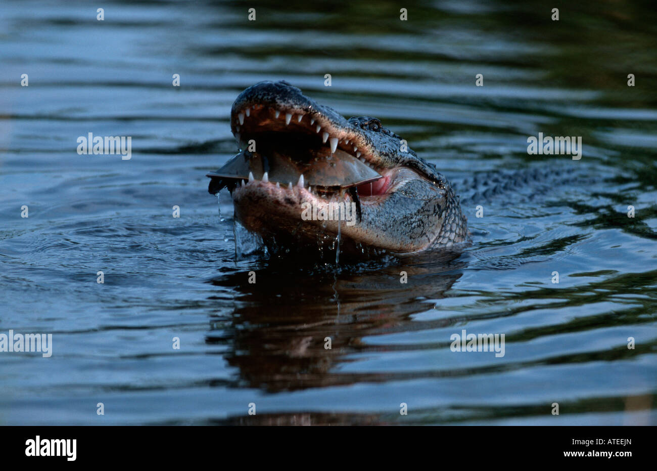 Alligator eating crab hi-res stock photography and images - Alamy