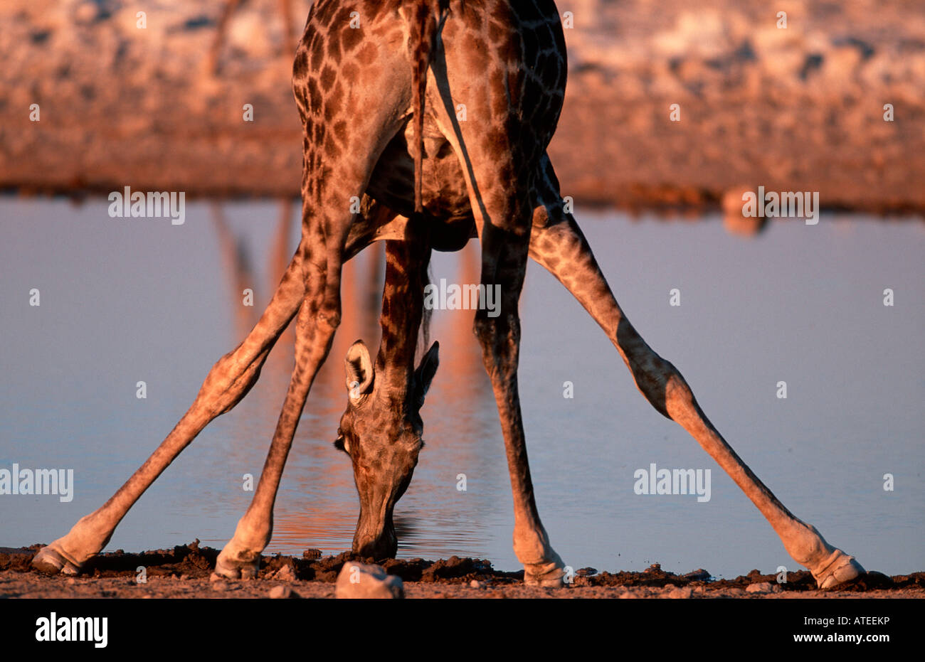 Giraffe from behind hi-res stock photography and images - Alamy