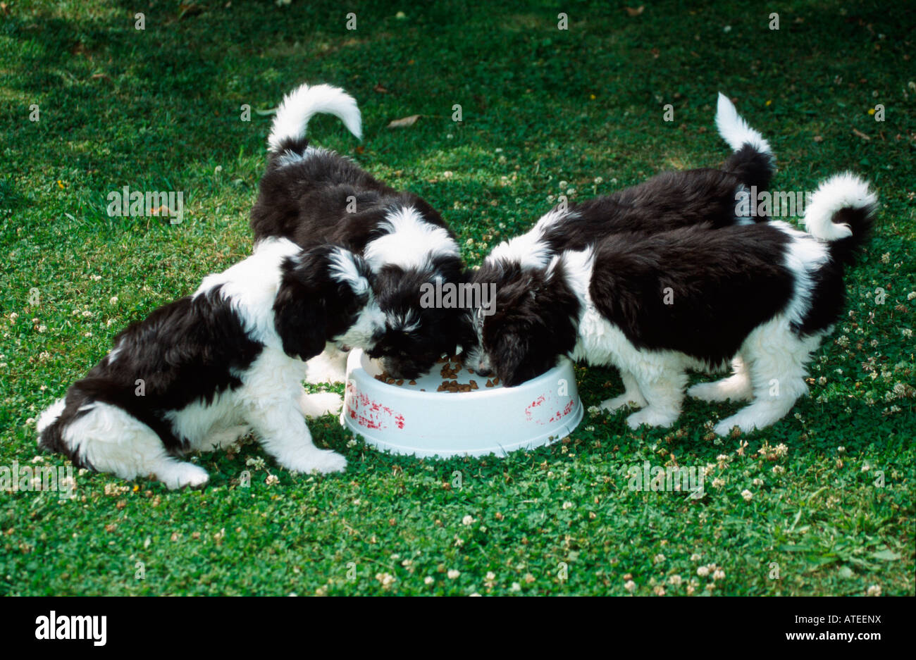 Pon dog hi-res stock photography and images - Alamy