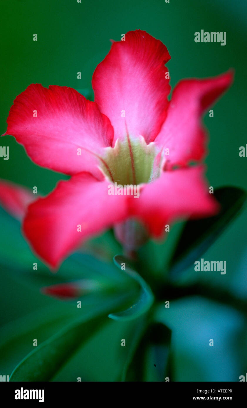 Desert Rose / Jepun Jepang Stock Photo - Alamy