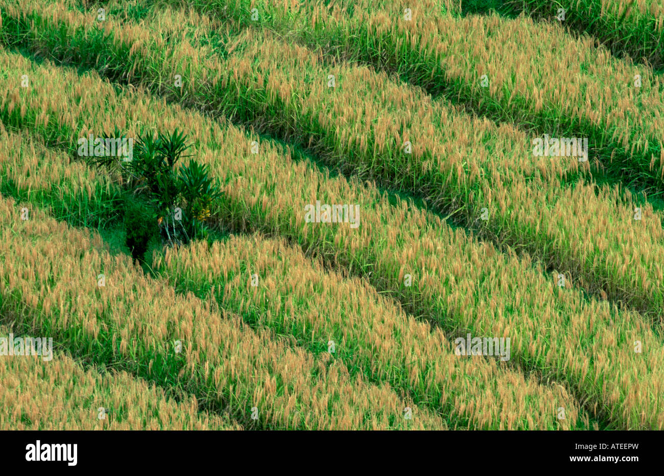 Rice Terrace / Rice field Stock Photo - Alamy