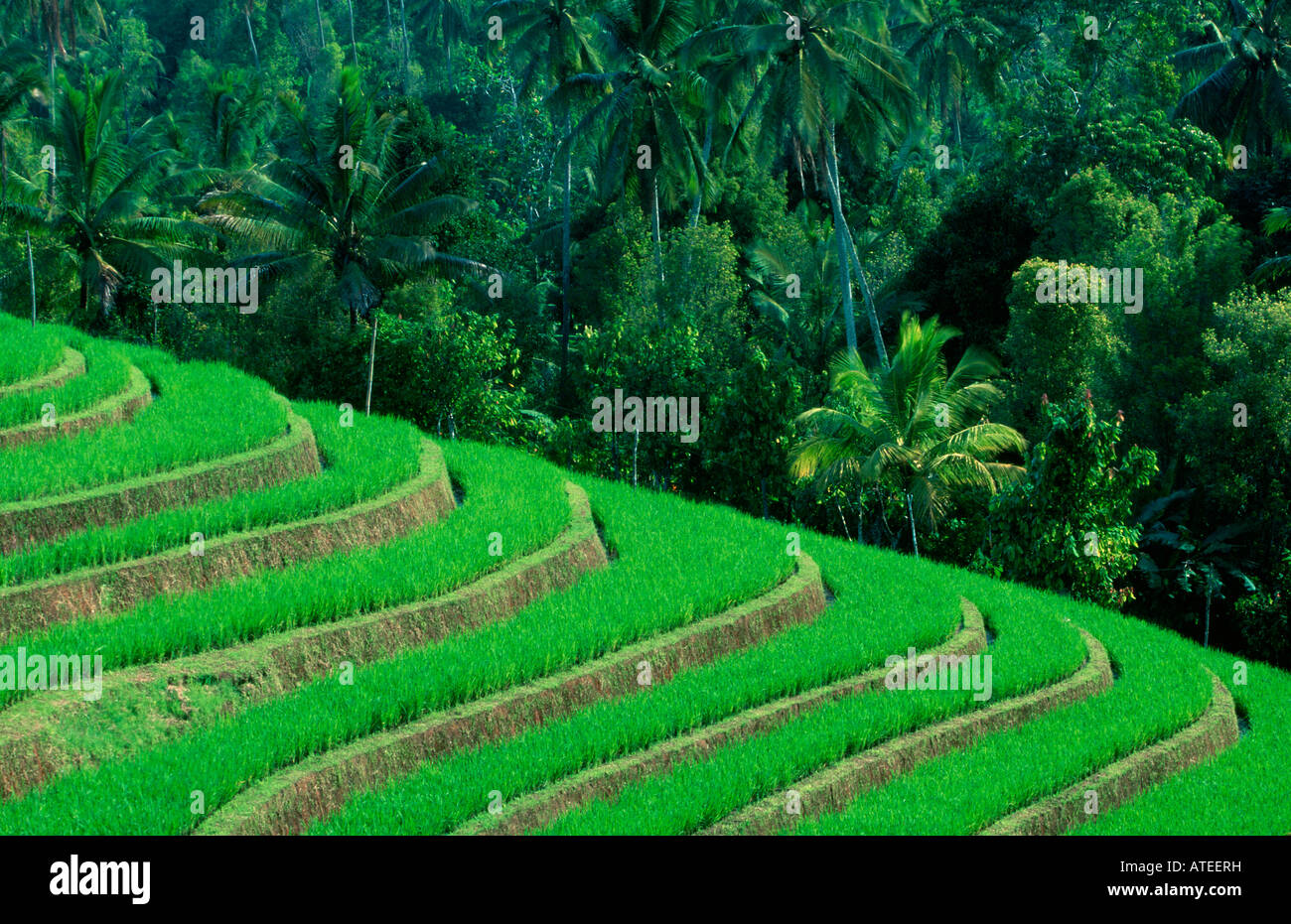 Rice Terrace / Rice field Stock Photo - Alamy