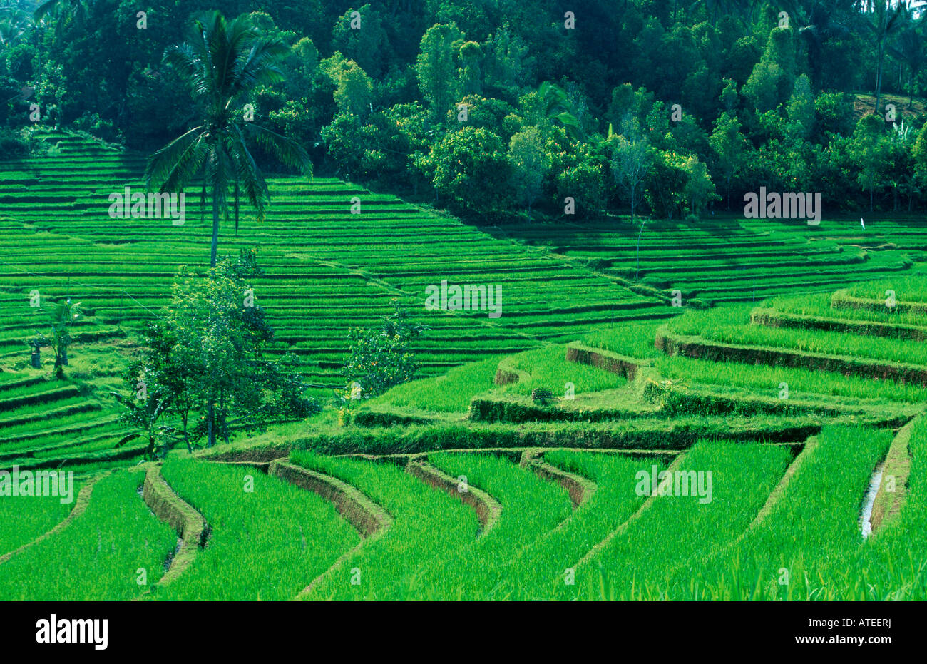 Rice Terrace / Rice field Stock Photo - Alamy