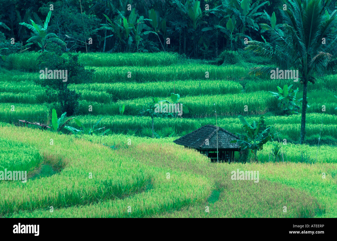 Rice Terrace / Rice field Stock Photo - Alamy