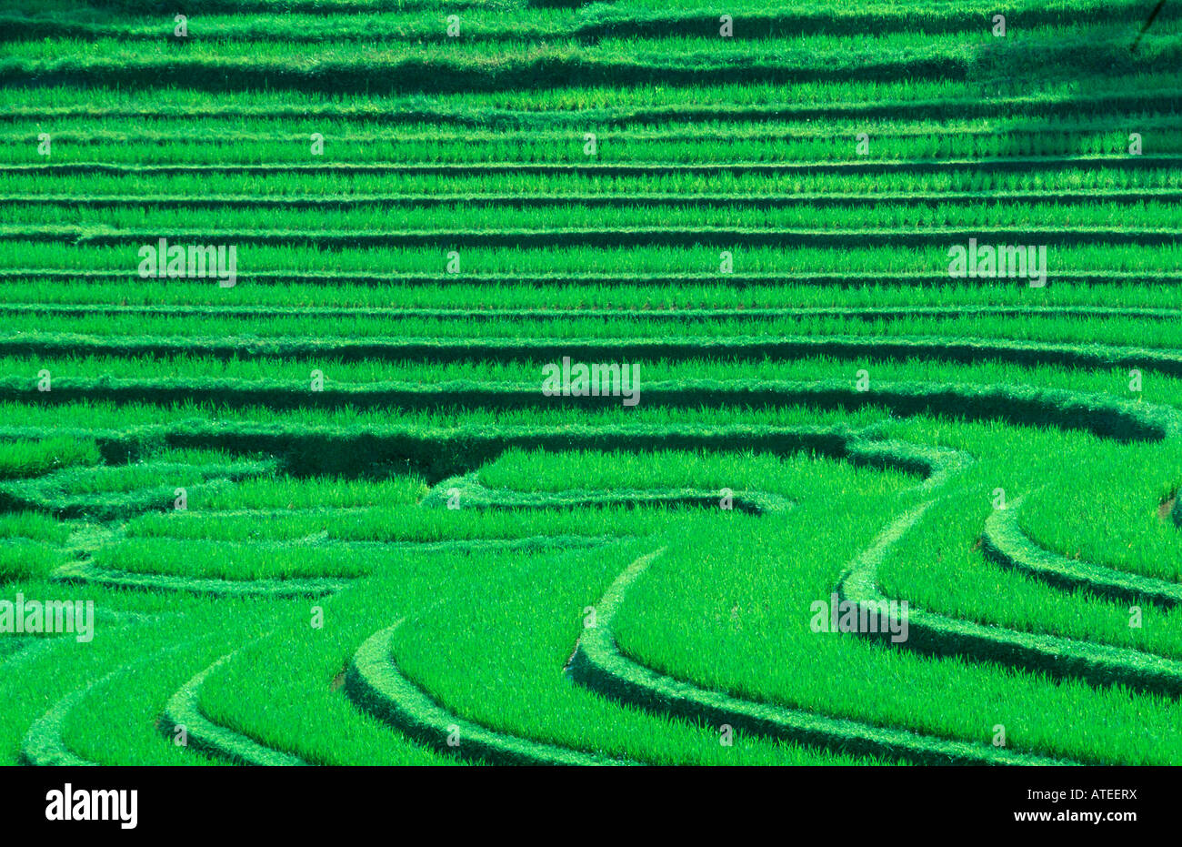 Rice Terrace / Rice field Stock Photo - Alamy