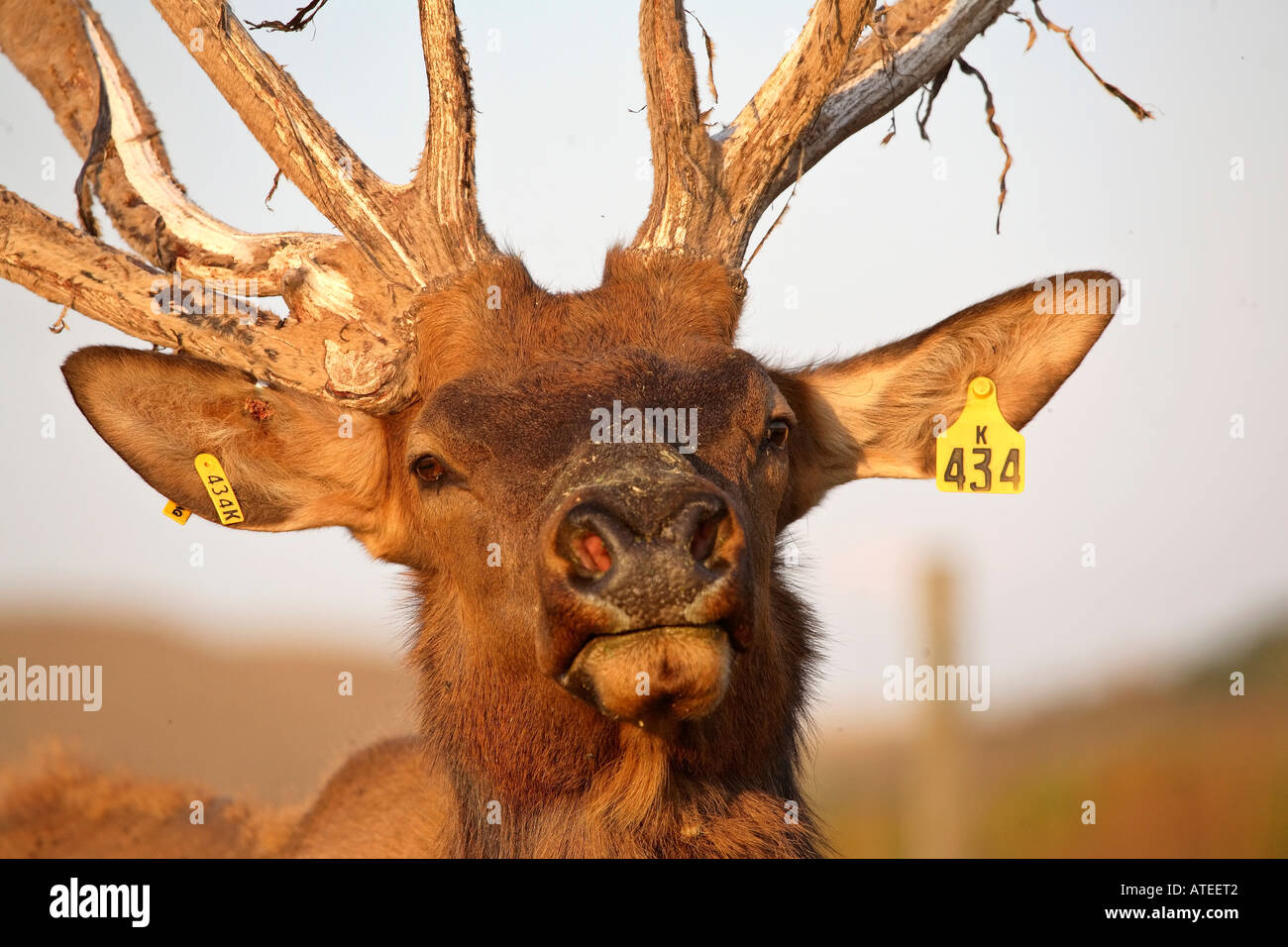 male elk with its velvet peeling of its antlers Stock Photo - Alamy
