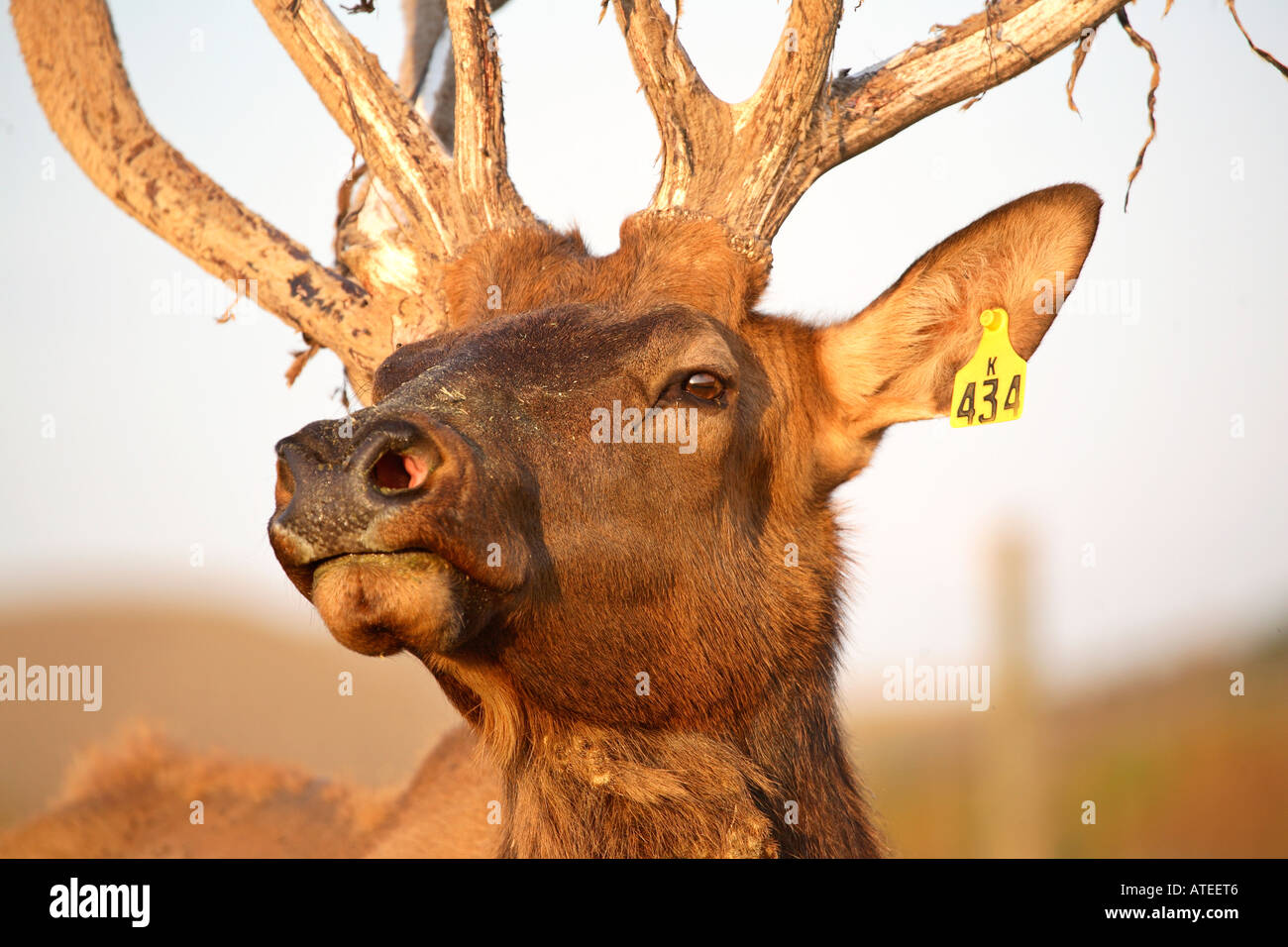 Elk farm saskatchewan hi-res stock photography and images - Alamy