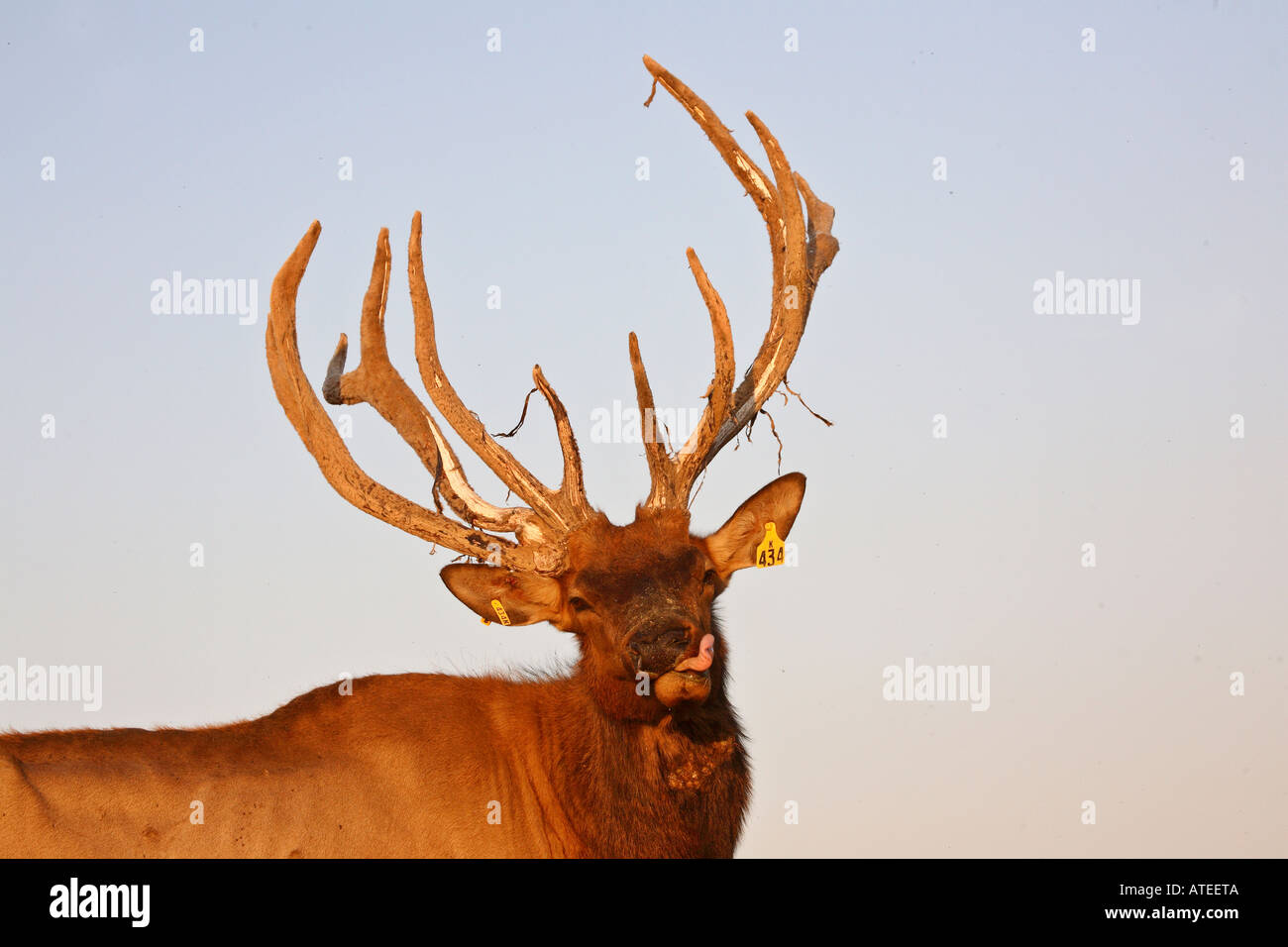 male elk with its velvet peeling of its antlers Stock Photo - Alamy