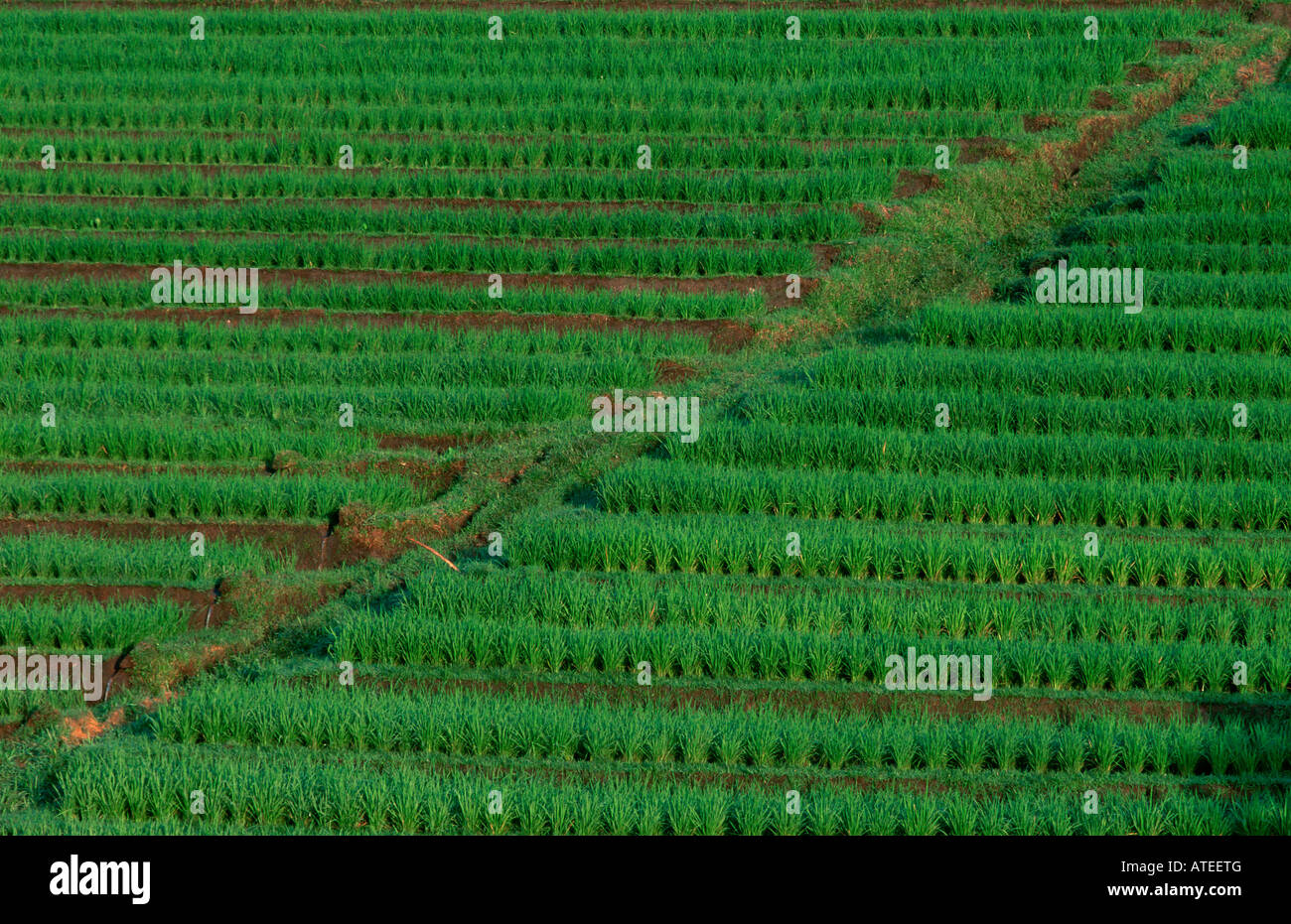 Rice Terrace / Rice field Stock Photo - Alamy