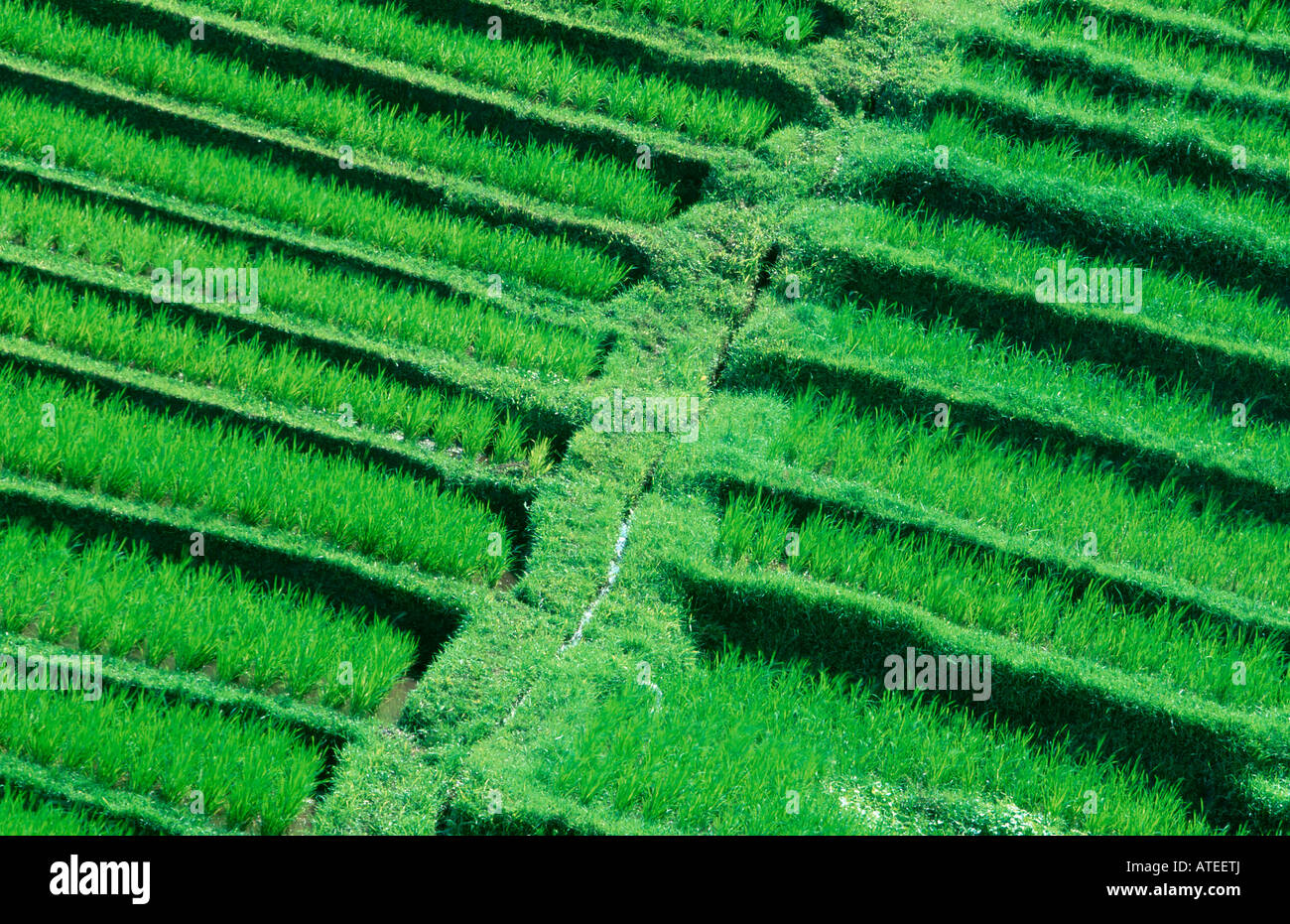 Rice Terrace / Rice field Stock Photo - Alamy