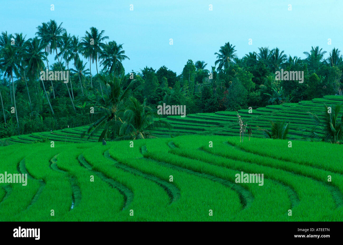 Rice Terrace / Rice field Stock Photo - Alamy