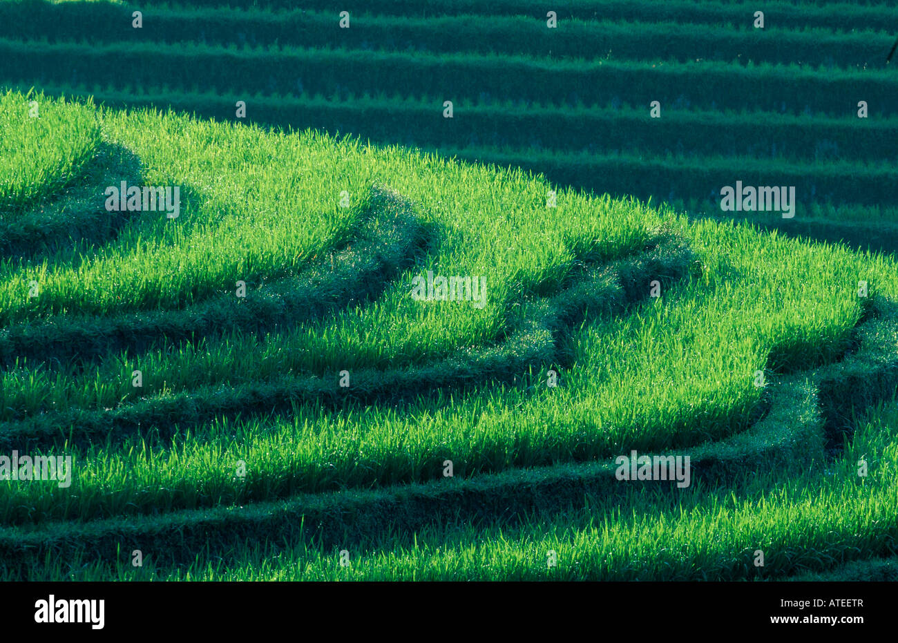 Rice Terrace / Rice field Stock Photo - Alamy