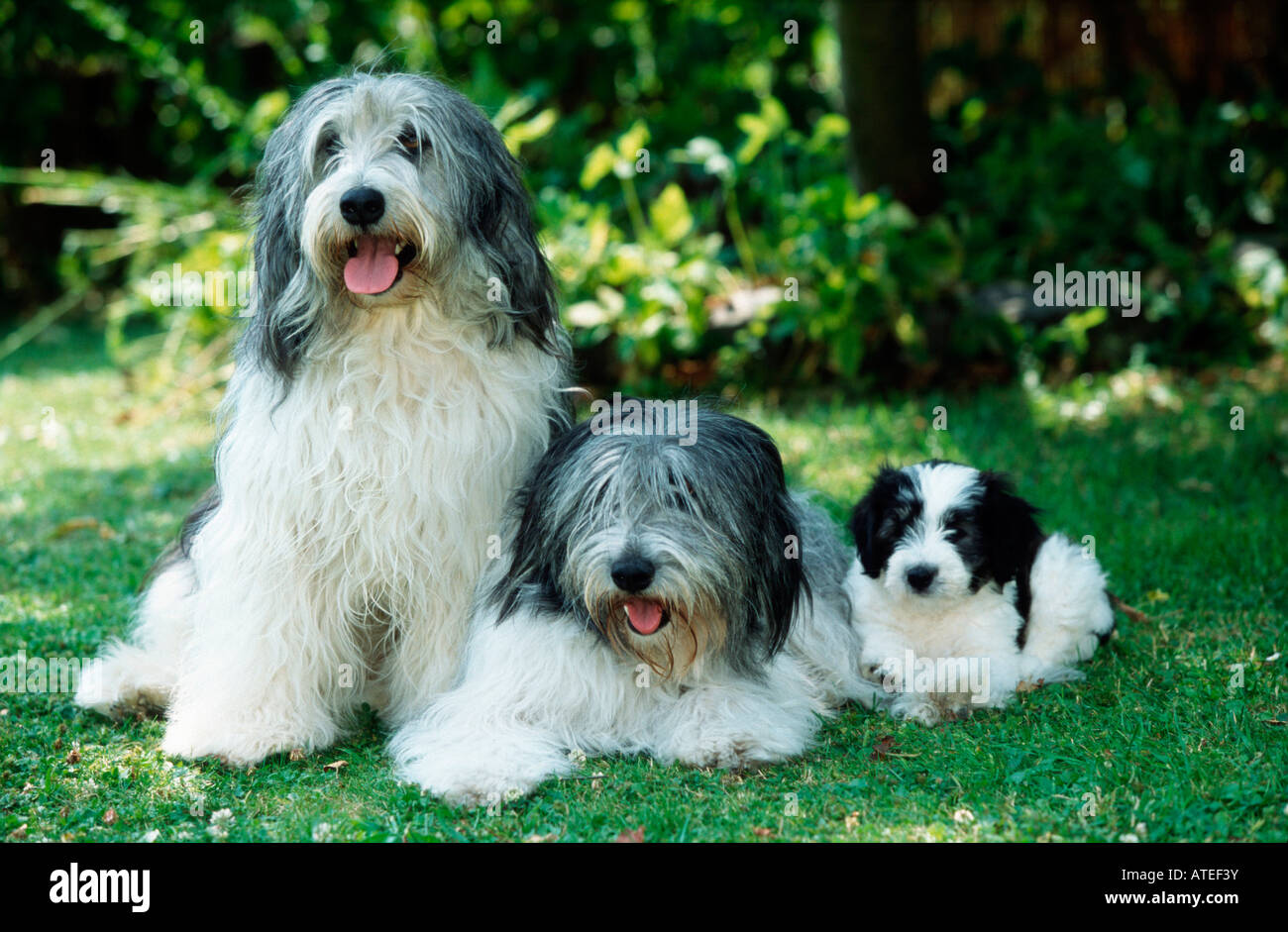 Pon dog hi-res stock photography and images - Alamy