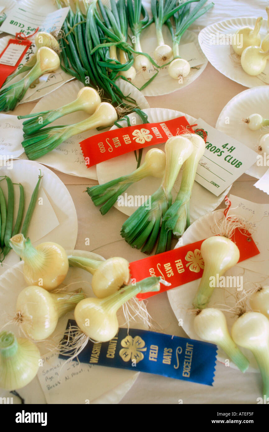 The onion competition at a country fair Stock Photo - Alamy