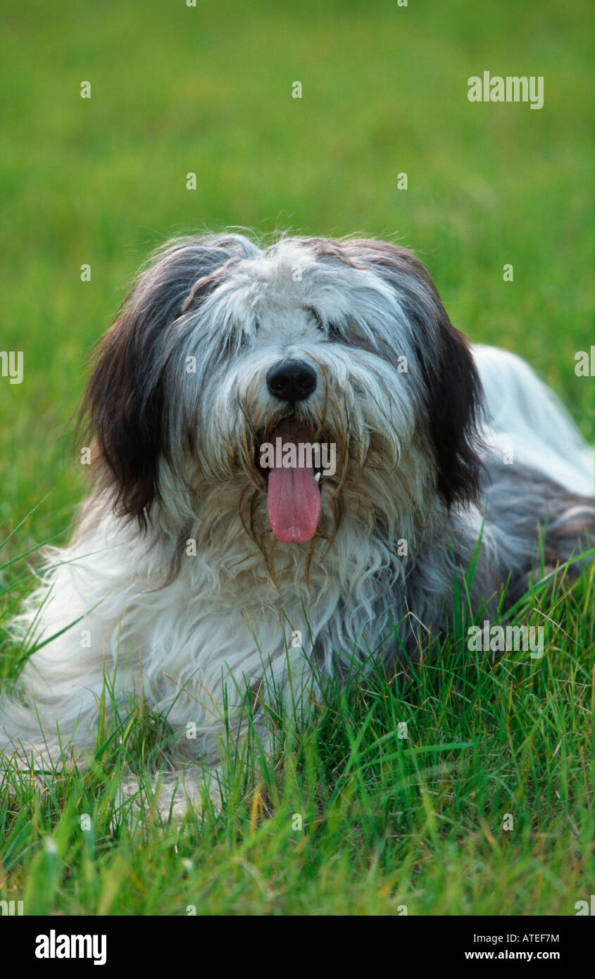 What Is The National Dog Of Poland