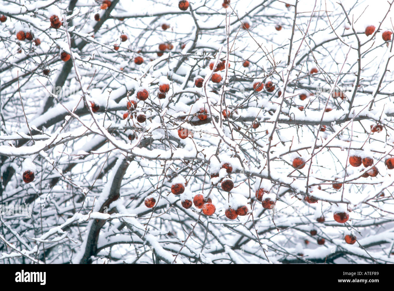 Apple tree in Winter Stock Photo - Alamy
