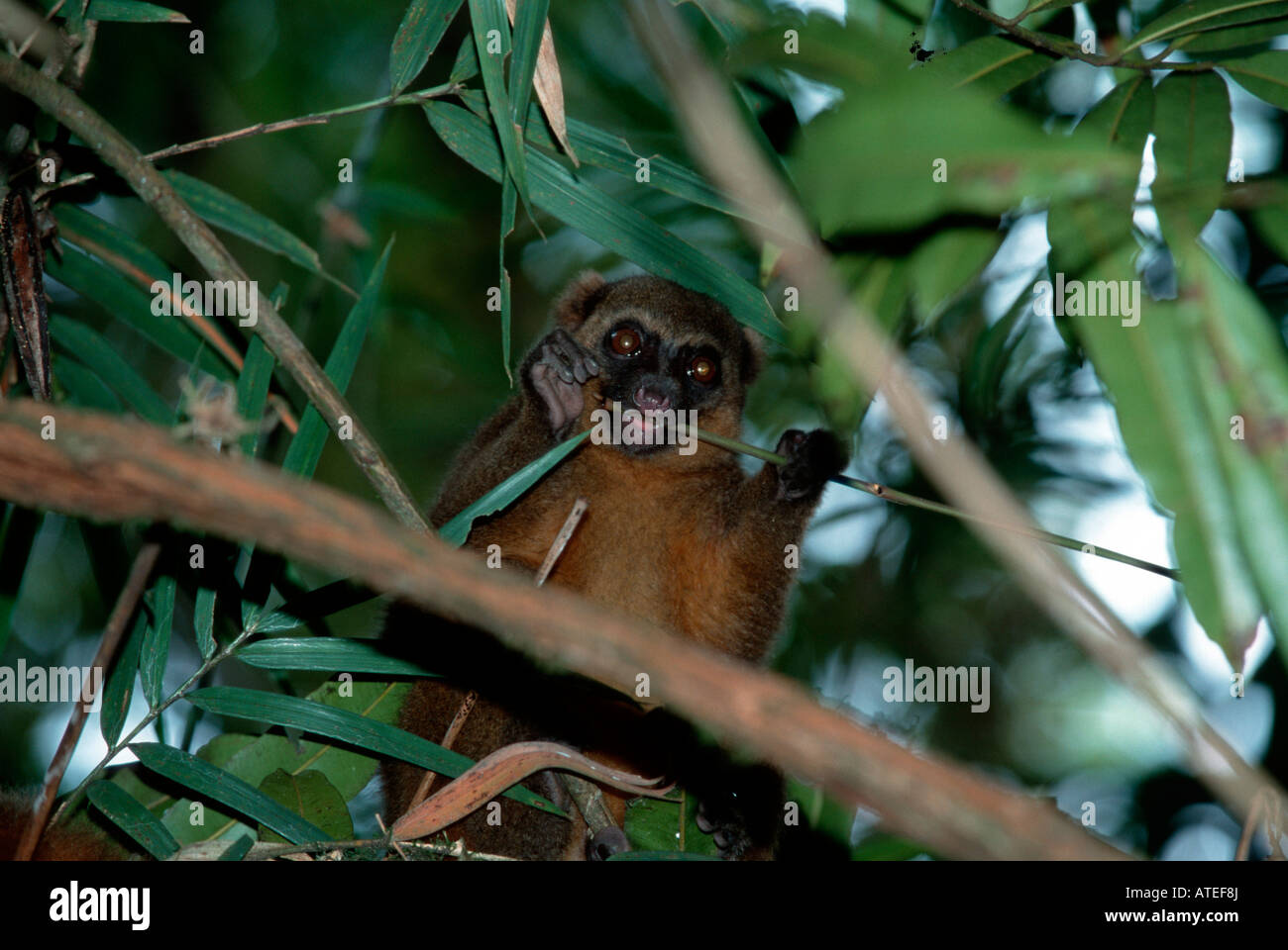Golden Bamboo Lemur / Golden Gentle Lemur Stock Photo - Alamy