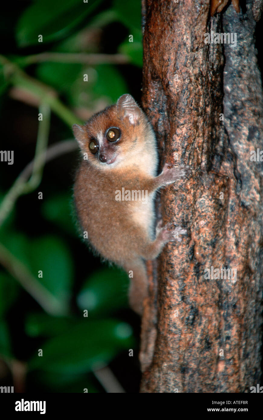 Brown Mouse Lemur / Russet Mouse Lemur Stock Photo - Alamy
