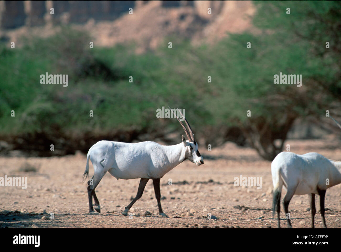Arabian oryx hi-res stock photography and images - Alamy