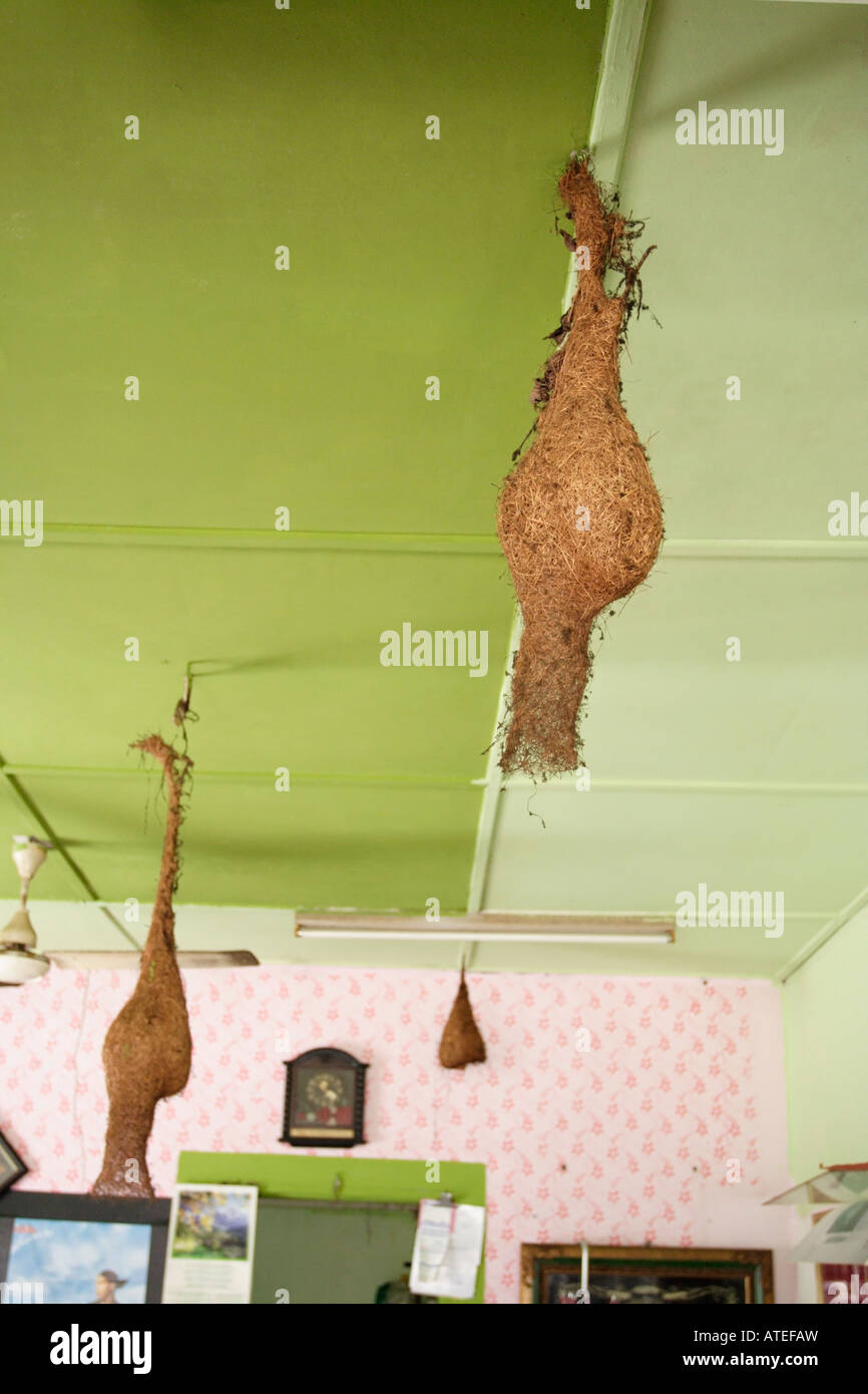 Bird's nest hung from the ceiling for decoration in Malaysia Stock ...