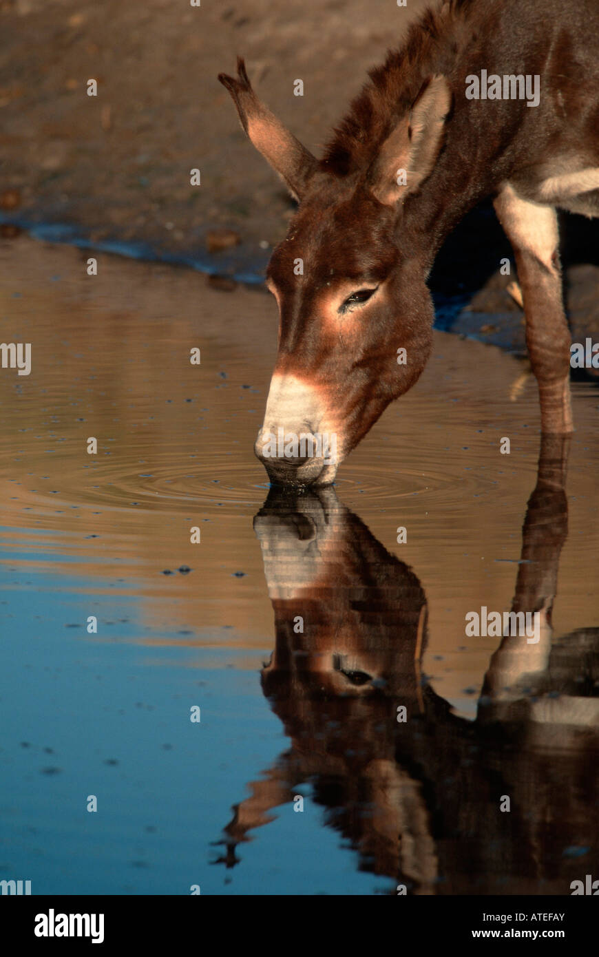 Drinking donkey hi-res stock photography and images - Alamy