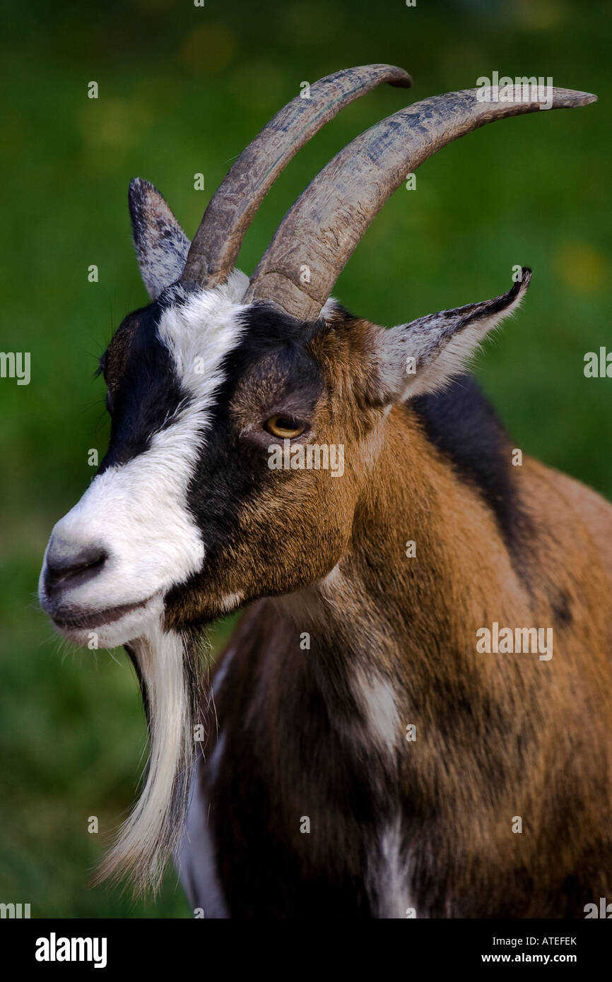 Goat eye slit hi-res stock photography and images - Alamy