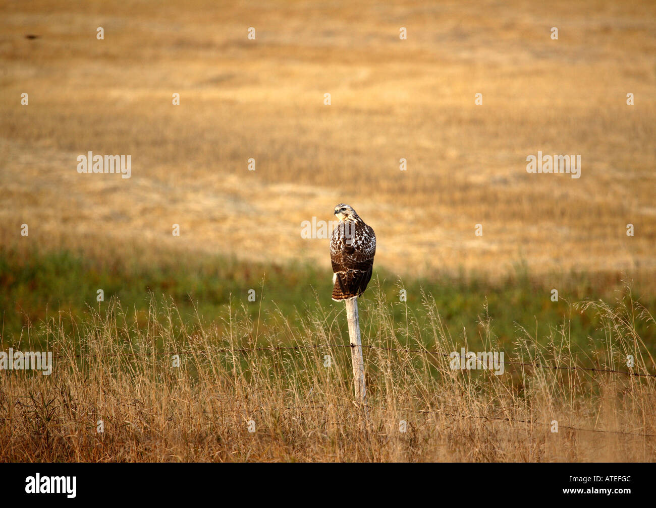 Rough legged hawk perched hi-res stock photography and images - Alamy