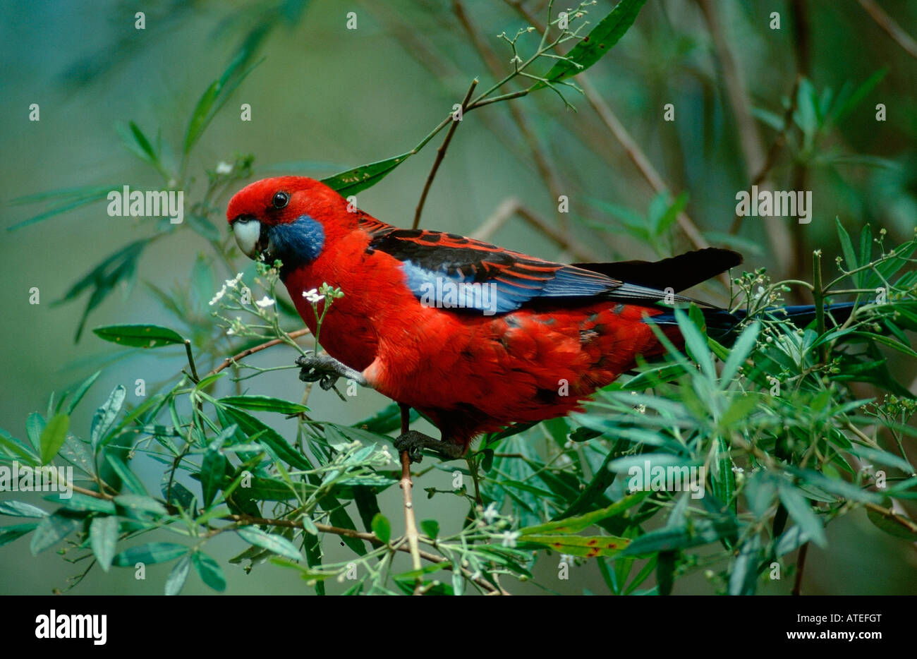 Pennant's Rosella / Pennantsittich Stock Photo - Alamy