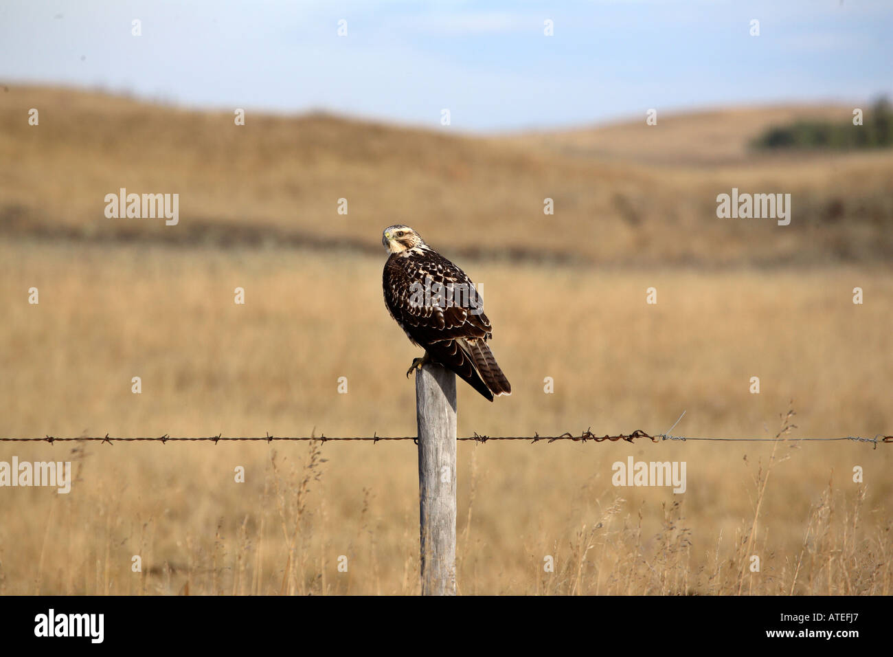 Rough legged hawk perched hi-res stock photography and images - Alamy