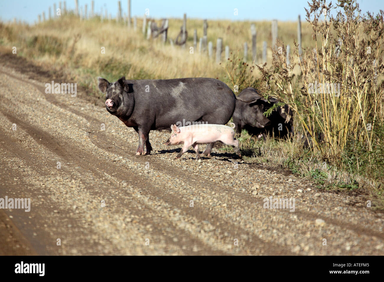 Pig crossing road hi-res stock photography and images - Alamy