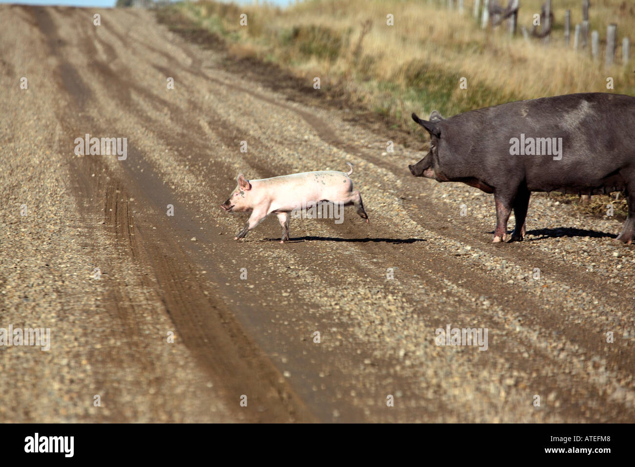 Pig crossing road hi-res stock photography and images - Alamy