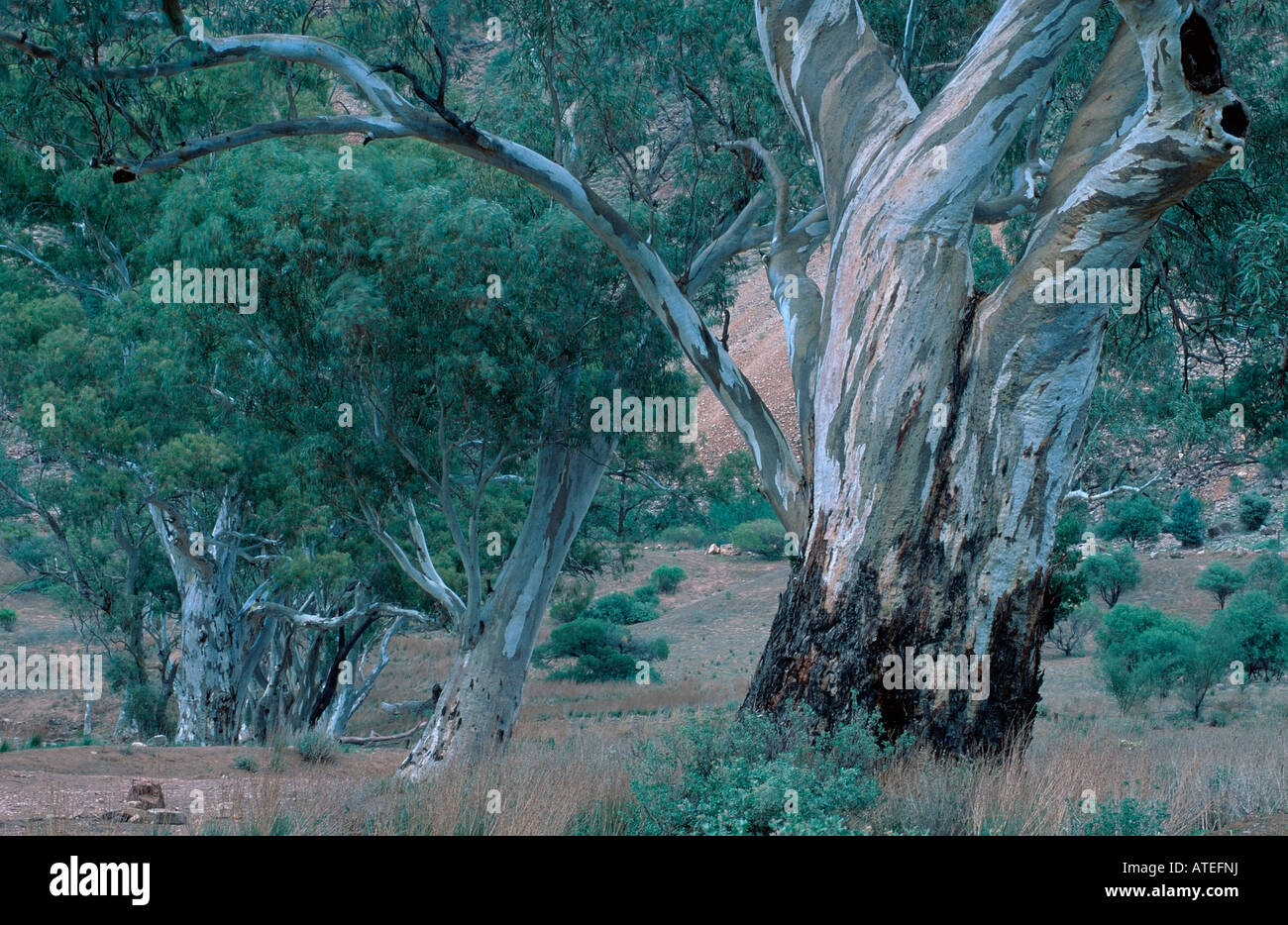 Red gum tree hi-res stock photography and images - Alamy