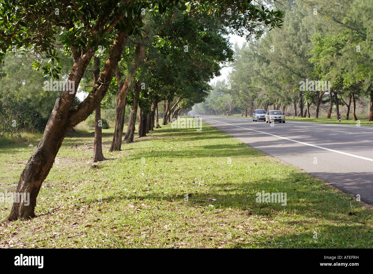 Tree lined highway in Terengganu Malaysia Stock Photo - Alamy