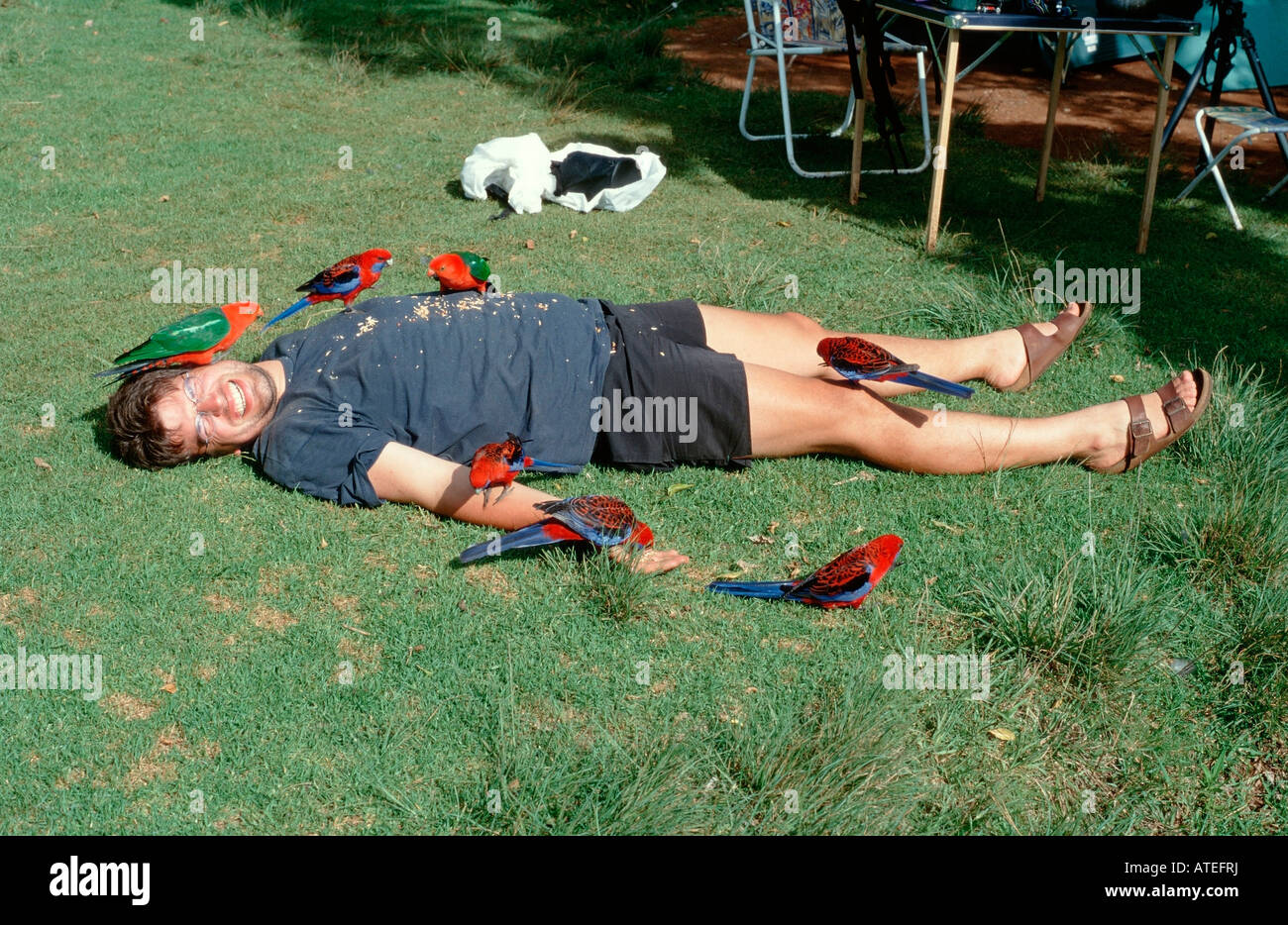 King parakeets hi-res stock photography and images - Alamy