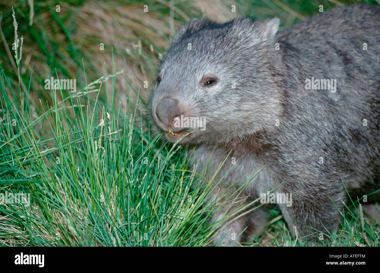 Coarse haired wombat hi-res stock photography and images - Alamy
