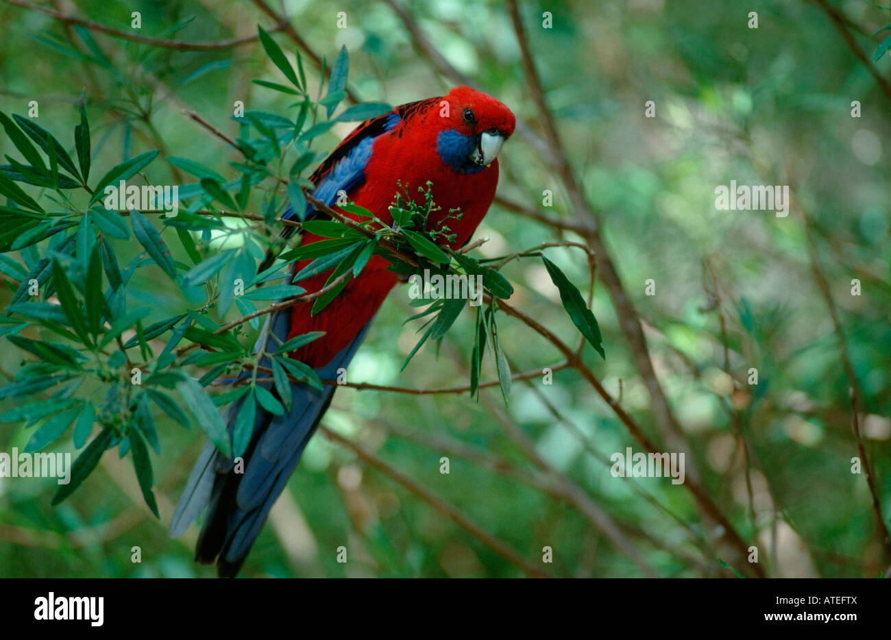 Pennant's Rosella / Pennantsittich Stock Photo - Alamy