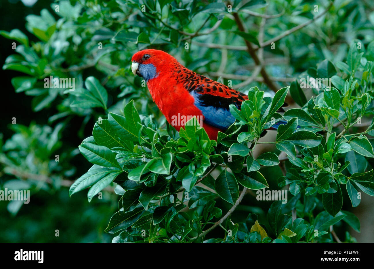 Pennant's Rosella / Pennantsittich Stock Photo - Alamy