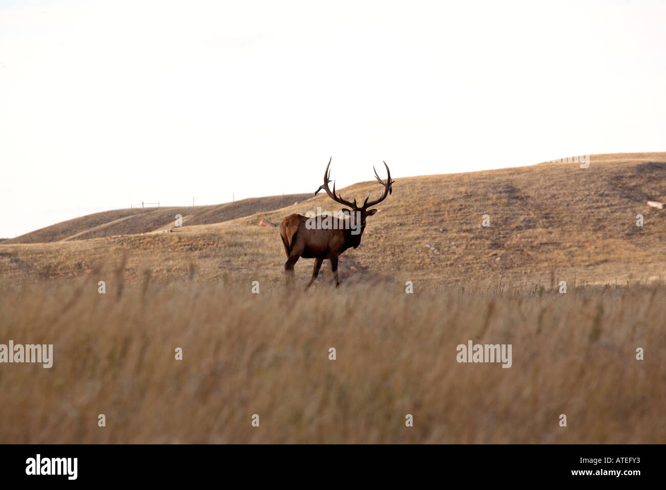 Elk farm saskatchewan hi-res stock photography and images - Alamy