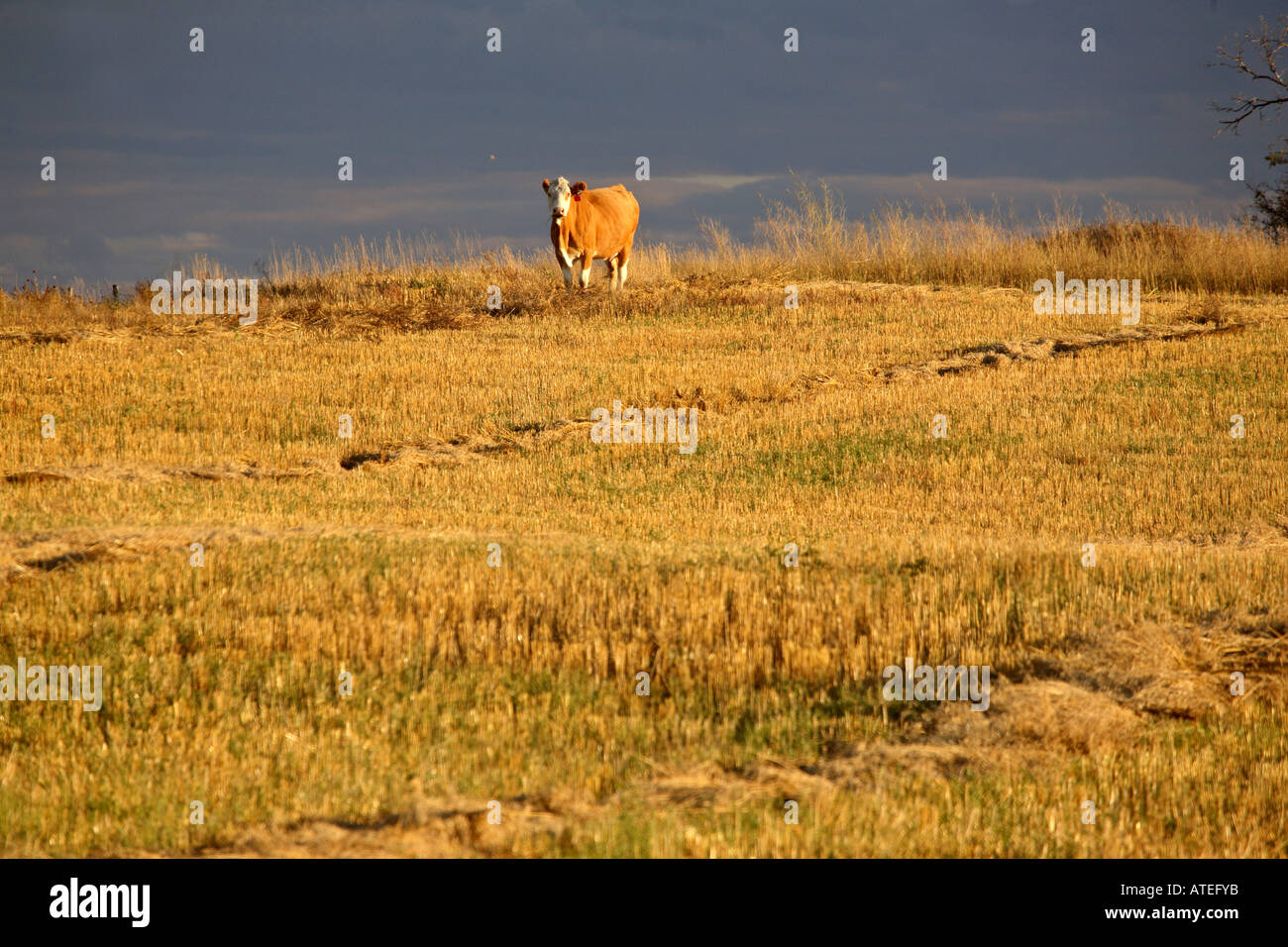 Loose cow hi-res stock photography and images - Alamy