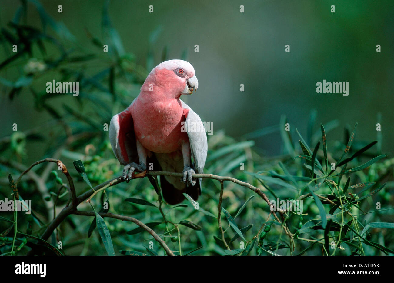 Galah / Roseate Cockatoo / Rosakakadu Stock Photo - Alamy