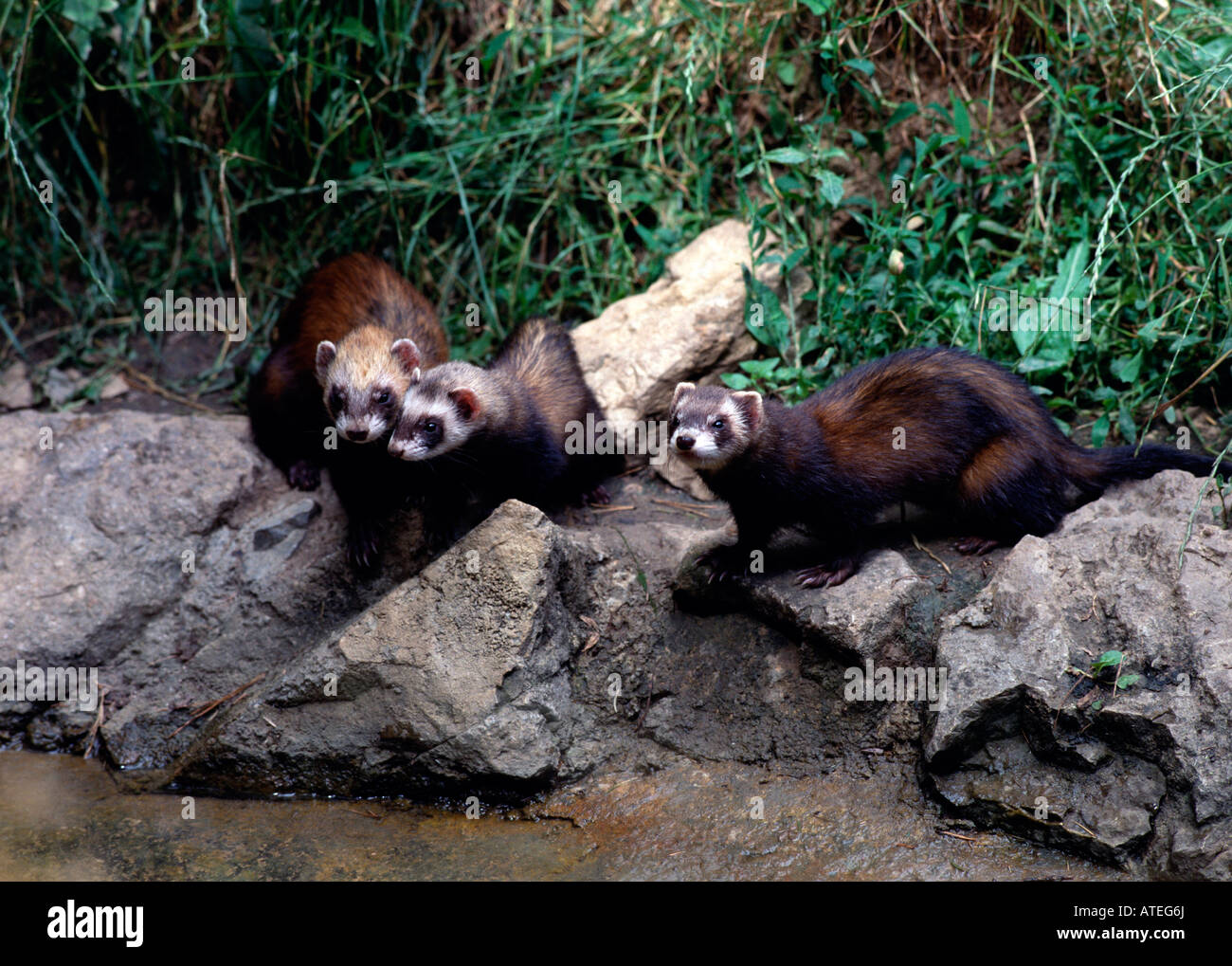 Three ferrets hi-res stock photography and images - Alamy