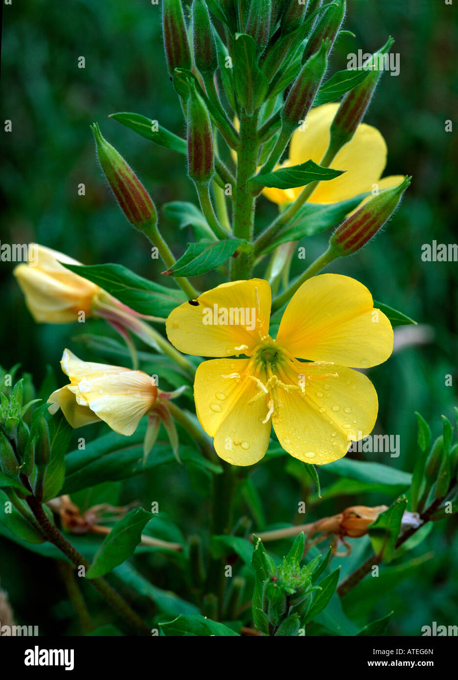 Common Evening Primrose Stock Photo - Alamy