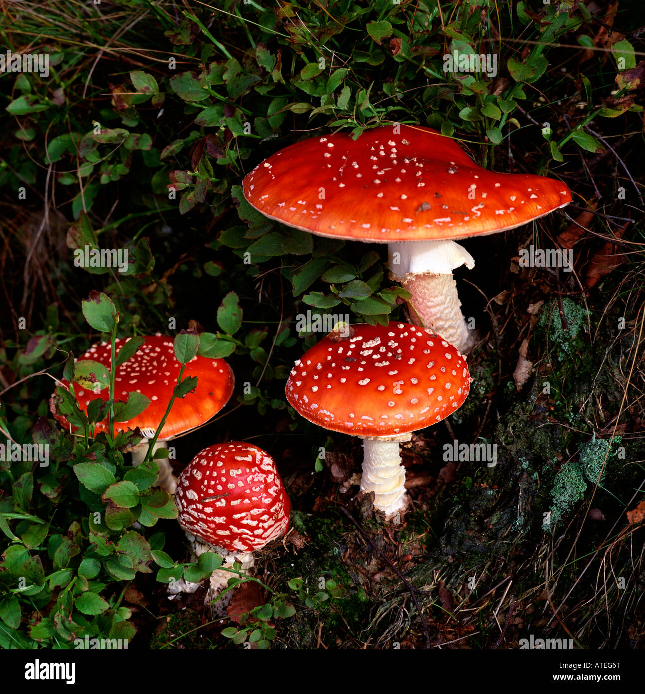 Fly Amanita Mushroom / Fly Agaric Stock Photo - Alamy