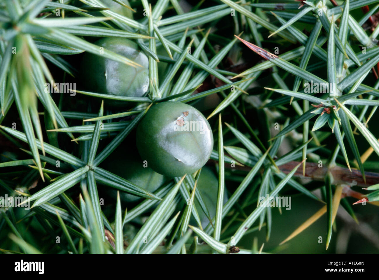Juniper shrubs hi-res stock photography and images - Alamy